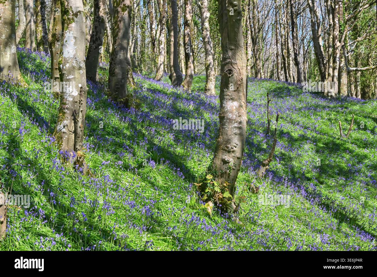 Lyme Regis, Dorset, UK. 7th April 2026. UK Weather. A carpet of ...