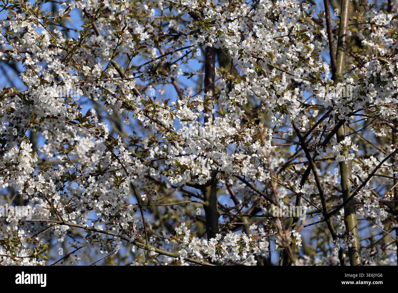 Blühende Laubbäume Die Kirschbäume zu Beginn der strahlend weißen Blüte ...