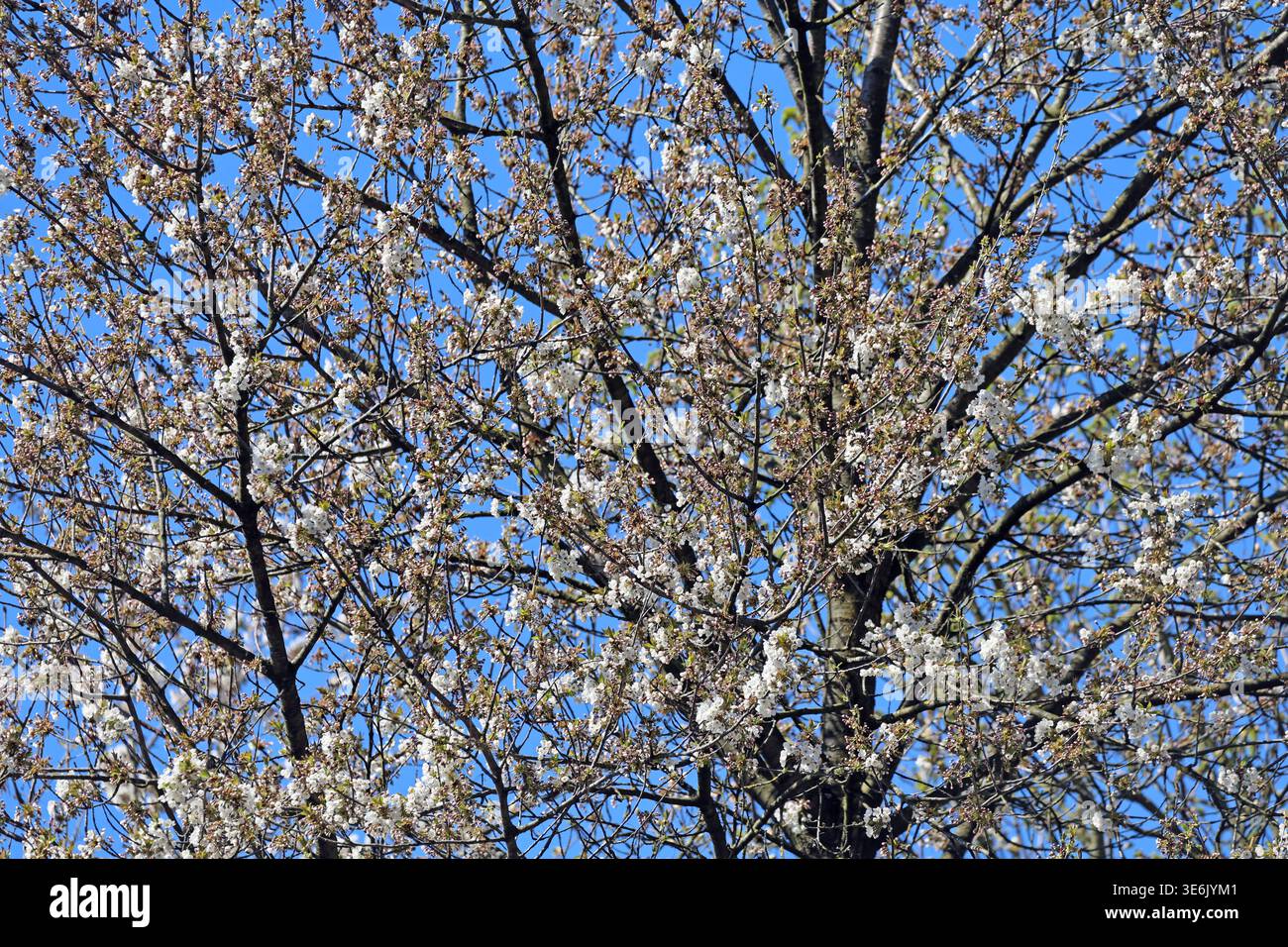 Blühende Laubbäume Die Kirschbäume zu Beginn der strahlend weißen Blüte ...