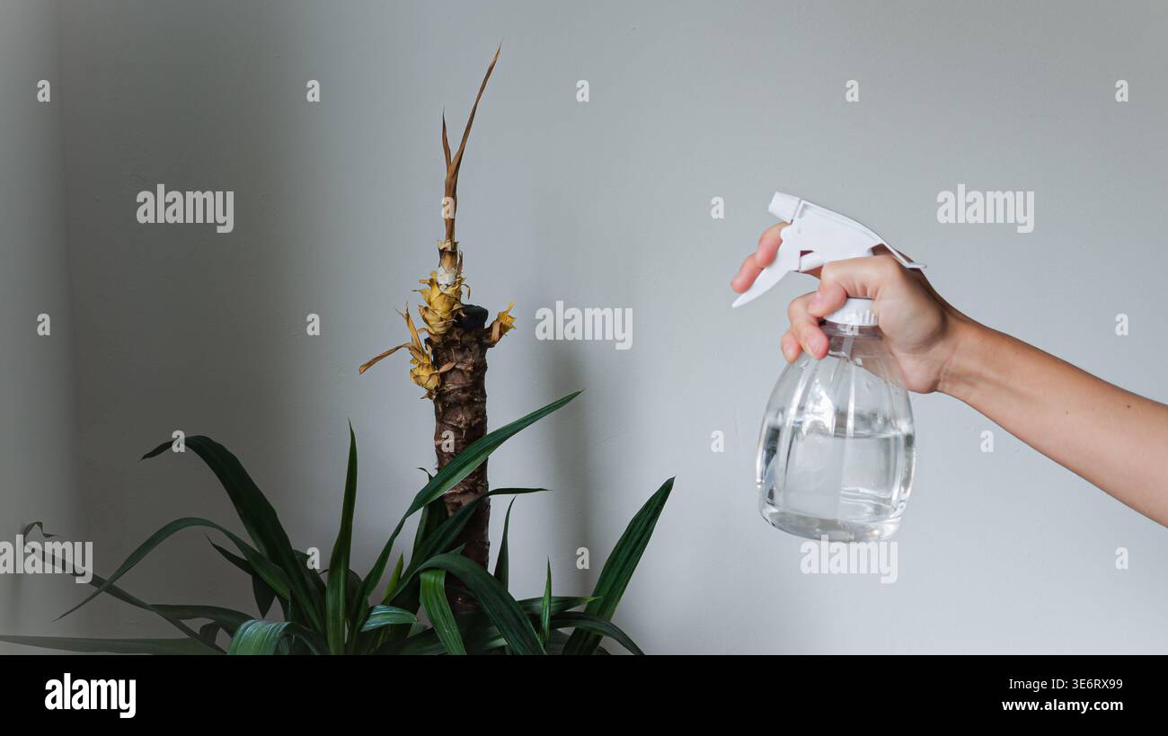 Hand holding spray bottle near dry yucca plant, horizontal close-up ...