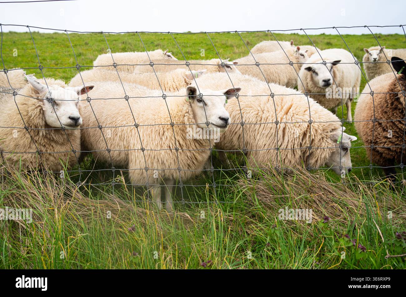 Flock of sheep on pasture behind fence, livestock animal farm ...