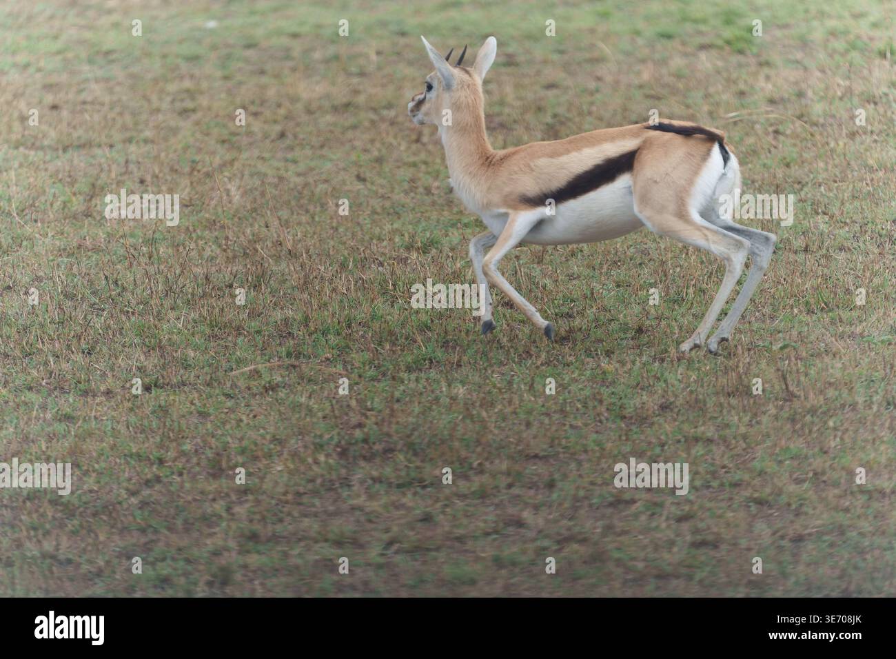 A graceful Thomson's gazelle captured in mid-stride across the short ...