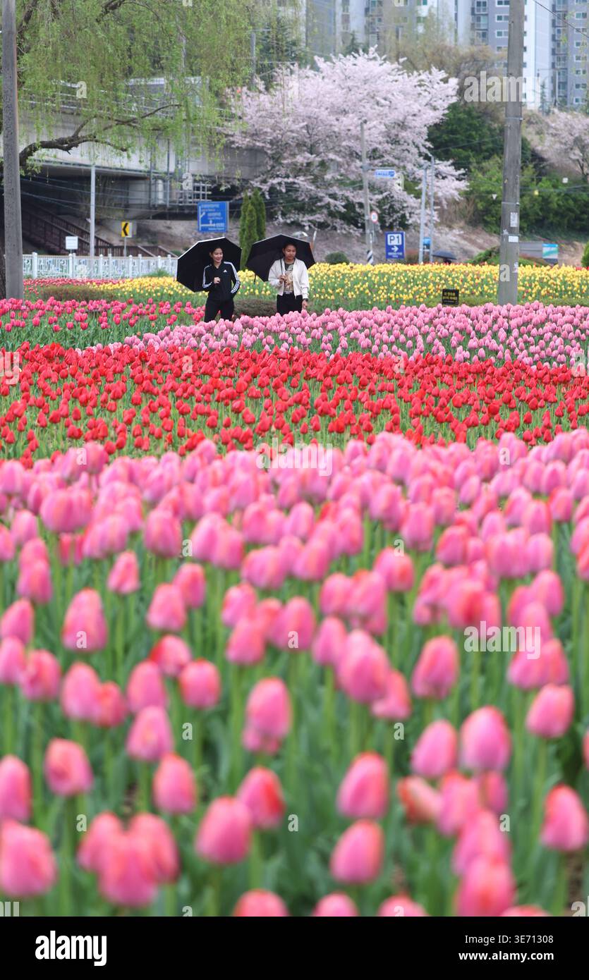 Tulips at southeastern city's park Tulips bloom at an ecological park ...
