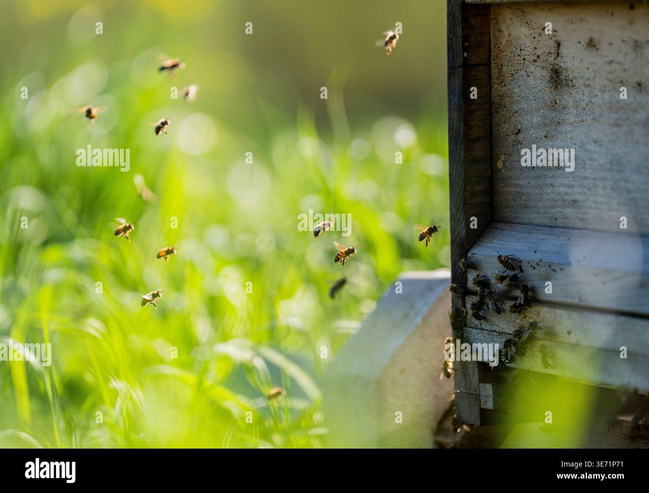 08 April 2026, Rhineland-Palatinate, Biebelnheim: Honey bees swarming ...