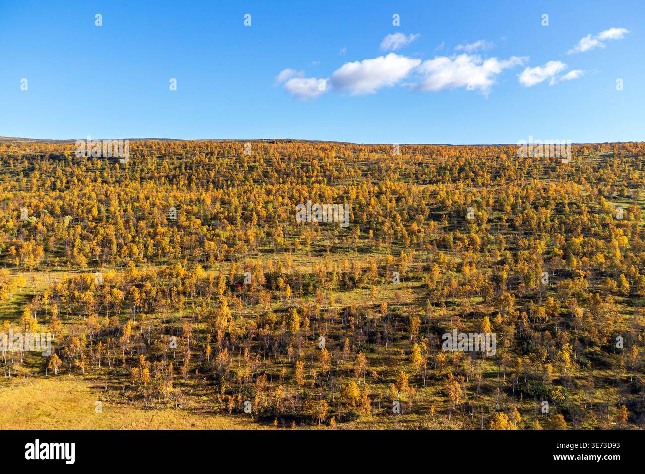 Autumnal taiga in Swedish Lapland, aerial view Stock Photo - Alamy