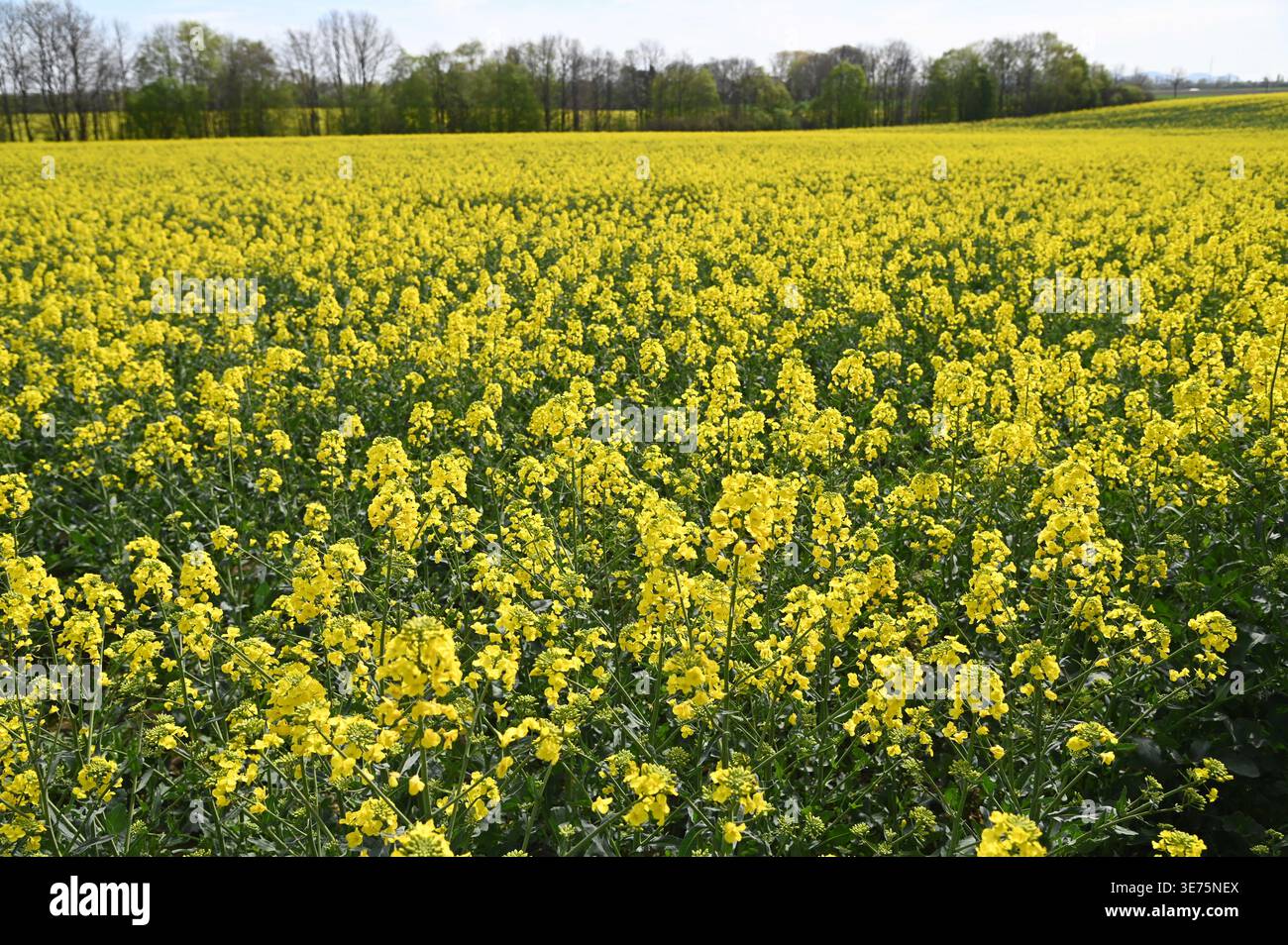 Rapeseed blossom, blooming rapeseed field, feature, stock photo, border ...