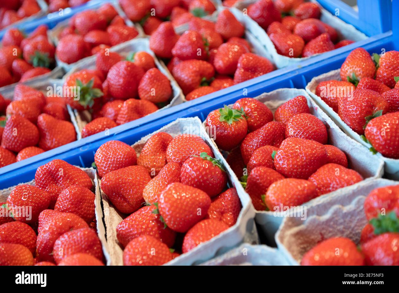 Fresh strawberries in a refrigerated display case at the farm shop ...