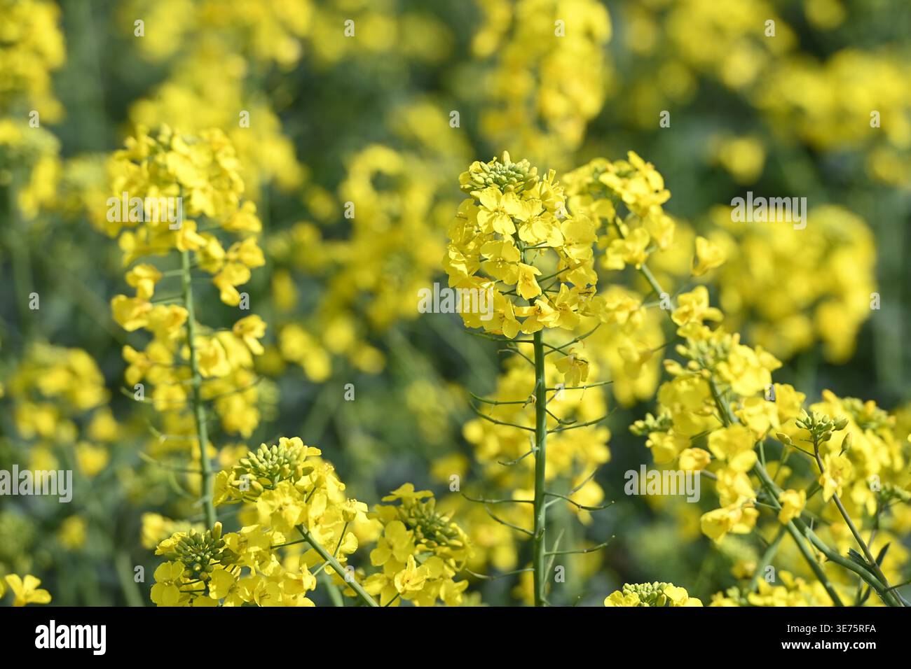 Rapeseed blossom, blooming rapeseed field, feature, stock photo, border ...
