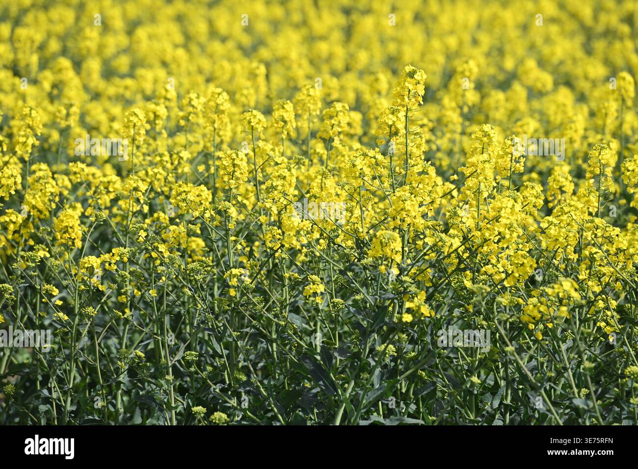 Rapeseed blossom, blooming rapeseed field, feature, stock photo, border ...