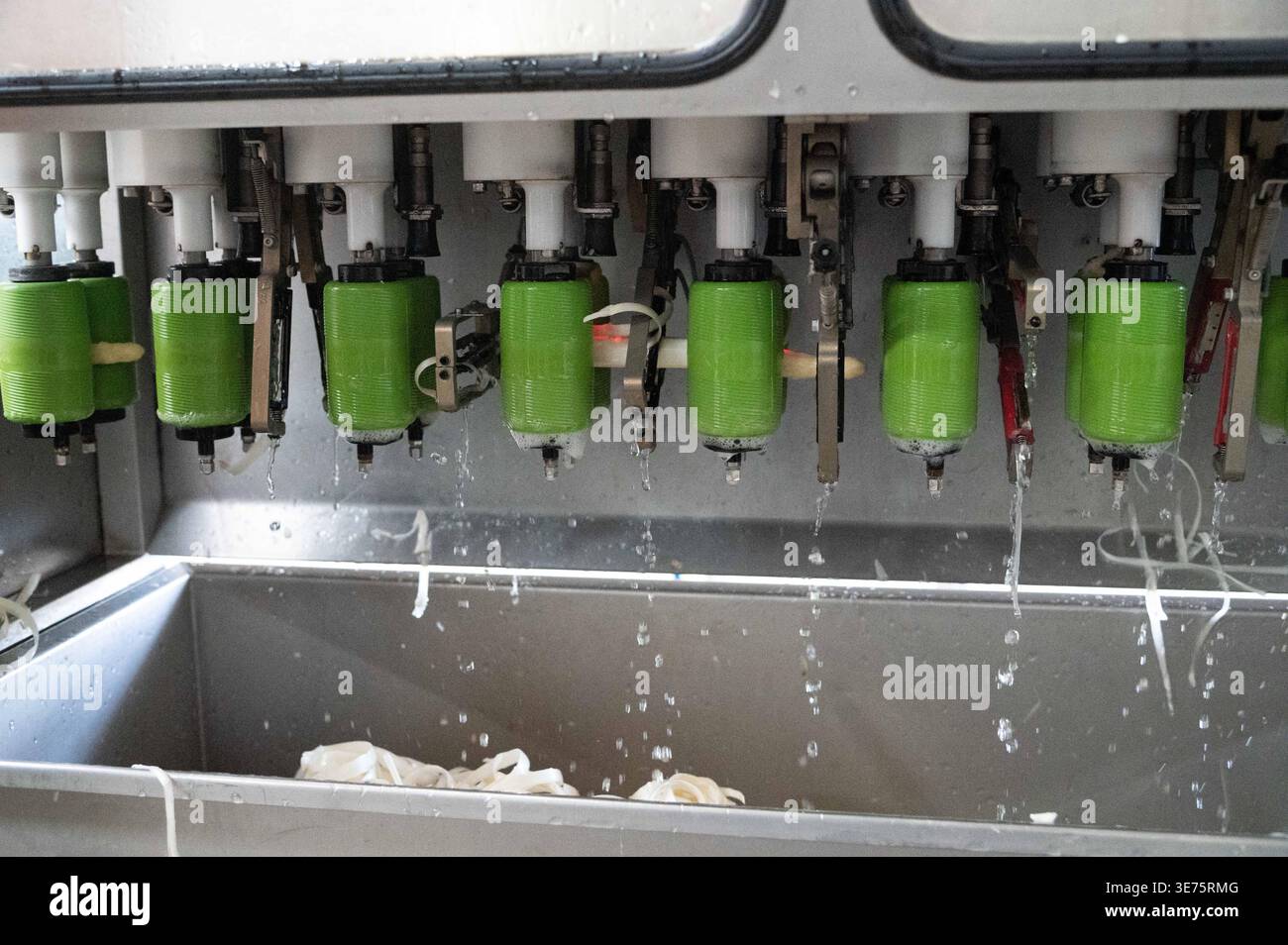 Asparagus spears are being peeled in a peeling machine, Opening of the ...