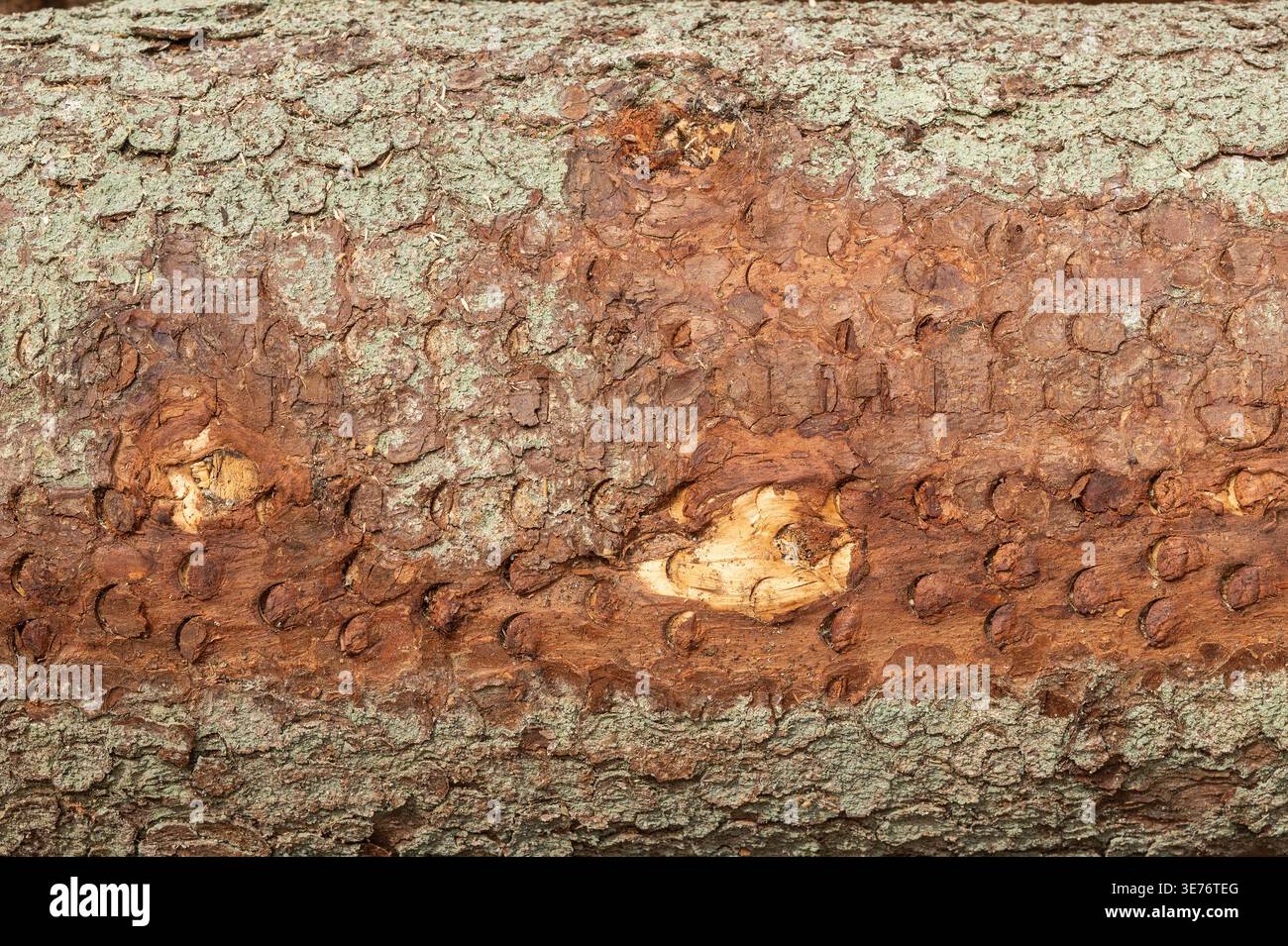 Pine log bark texture with mechanical harvester roller marks ...