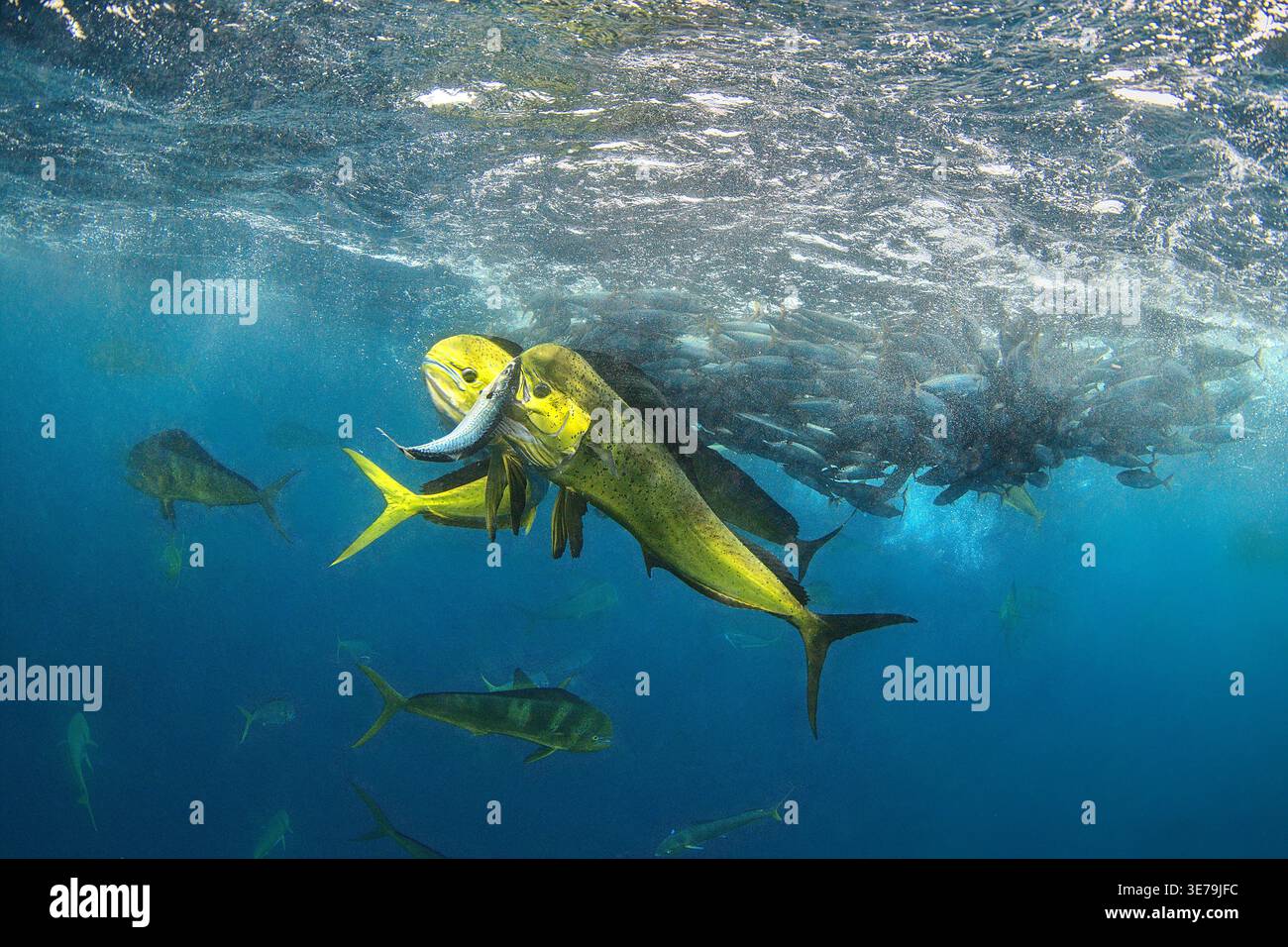 Same fish hi-res stock photography and images - Alamy