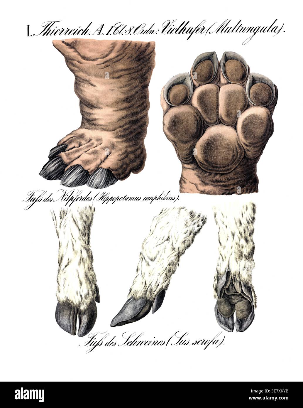 Anatomy, animal kingdom, multi-ungulates, Multungula, hippopotamus foot ...