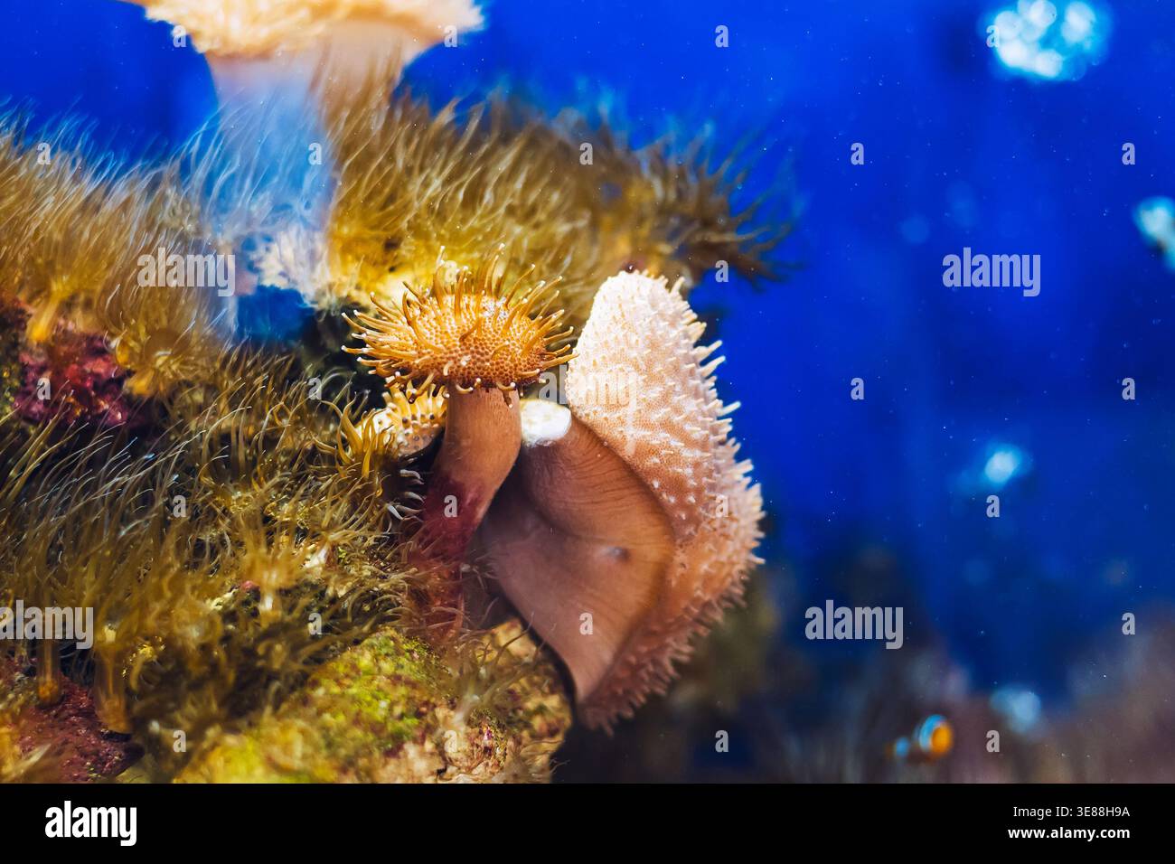 Sea anemone, an earth flower in a saltwater aquarium Stock Photo - Alamy