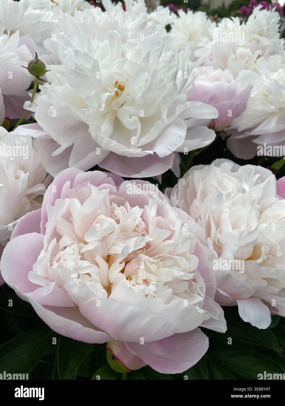 Peonies in bloom with soft pink and white petals, showcasing natural ...