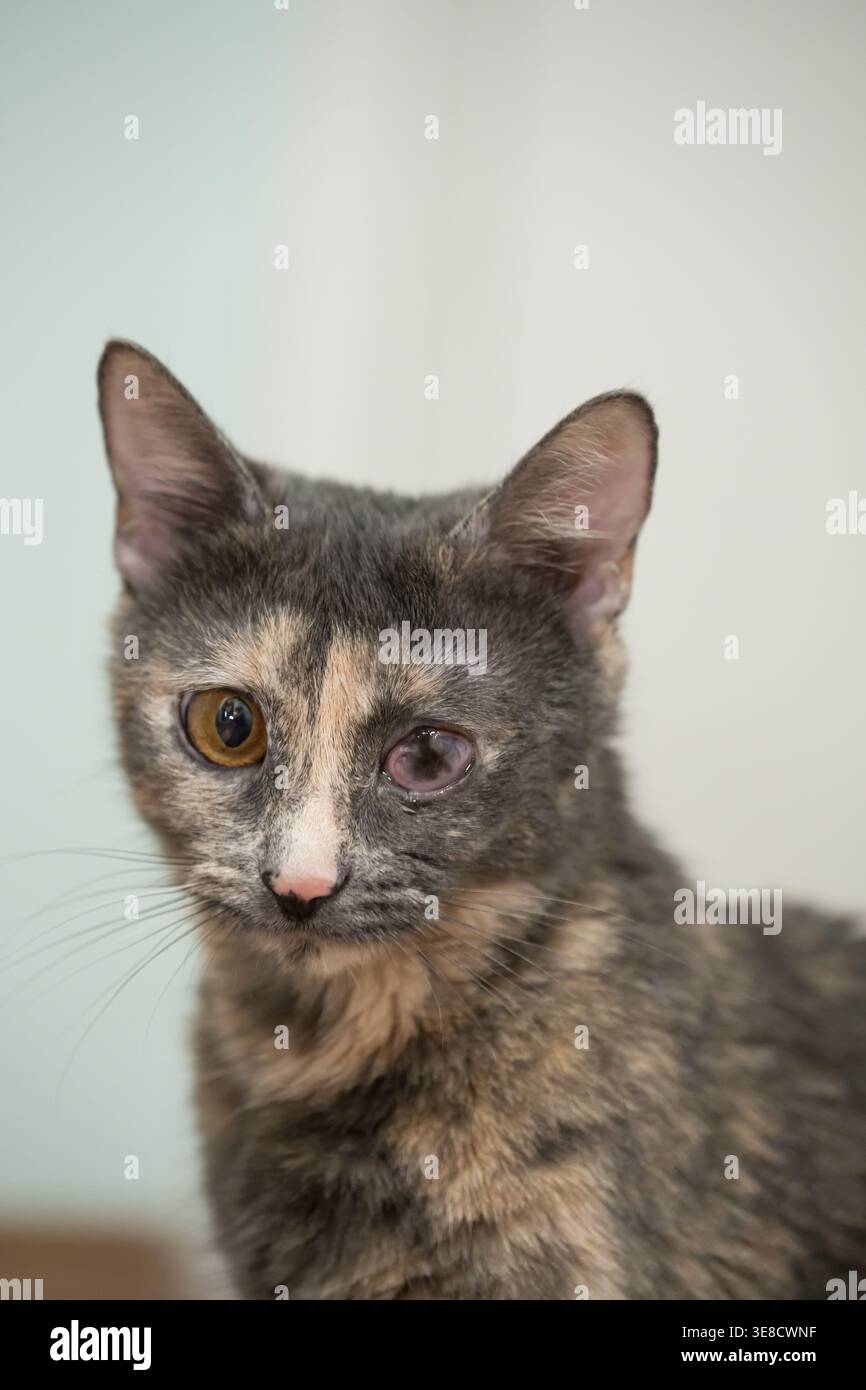 The cat appears to have a significant medical condition in its left eye ...
