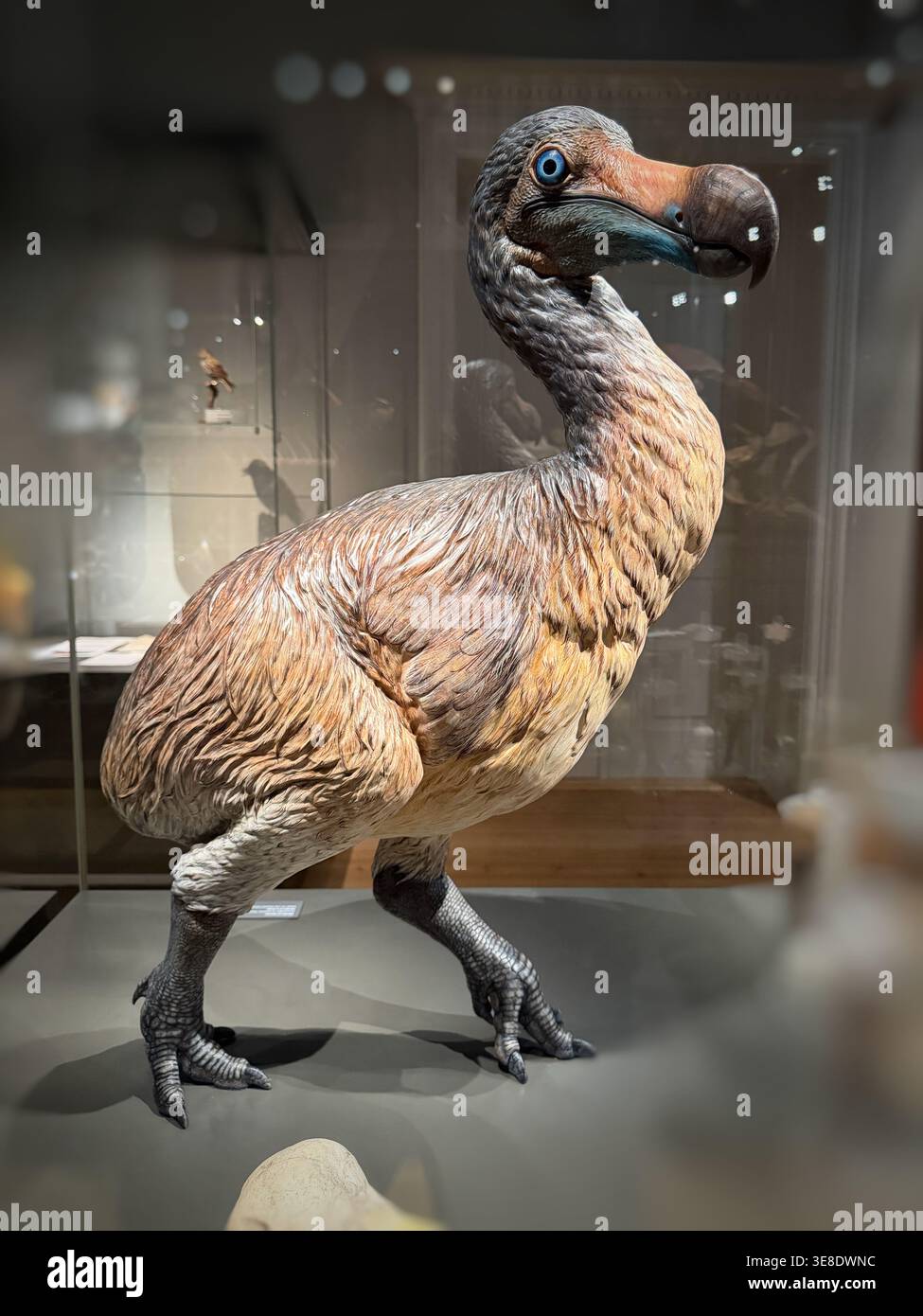 Dodo (Raphus cucullatus) - a model of the extinct bird on display at ...