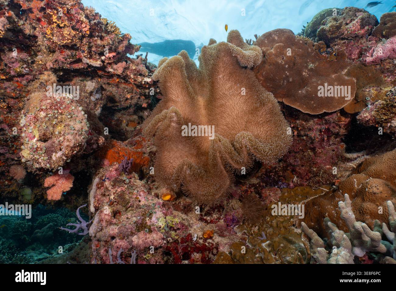 White island sandbar camiguin philippines hi-res stock photography and ...