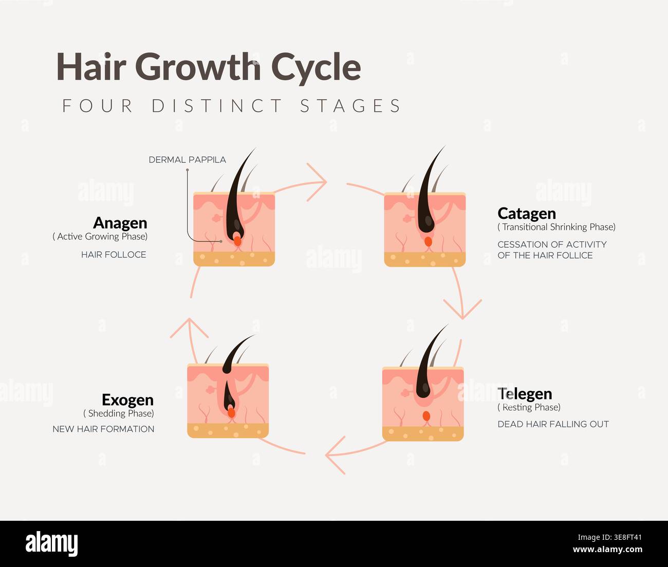 Hair Growth Cycle - 4 Distinct Stages - Stock Illustration as EPS 10 ...