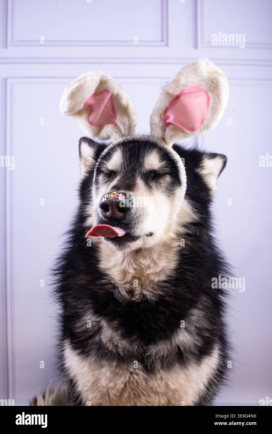 Fluffy easter bunny costume hi-res stock photography and images - Alamy