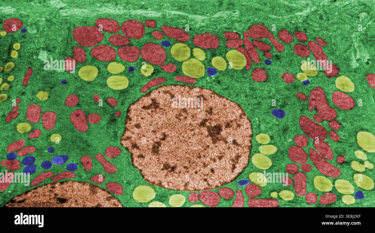 Coloured transmission electron micrograph (TEM) of a steroid-secreting ...