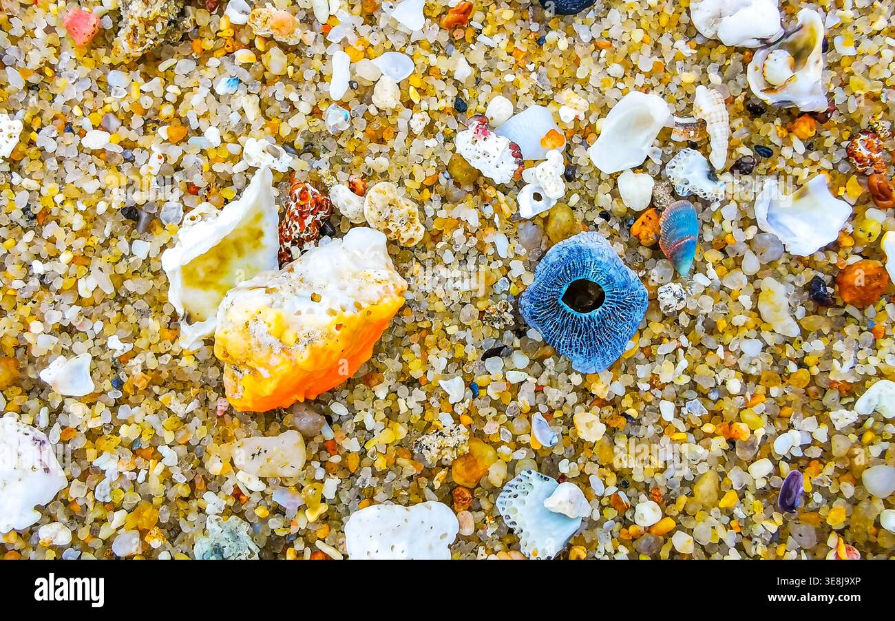 Beach sand with pebbles stones rocks colorful shells mussels and ...