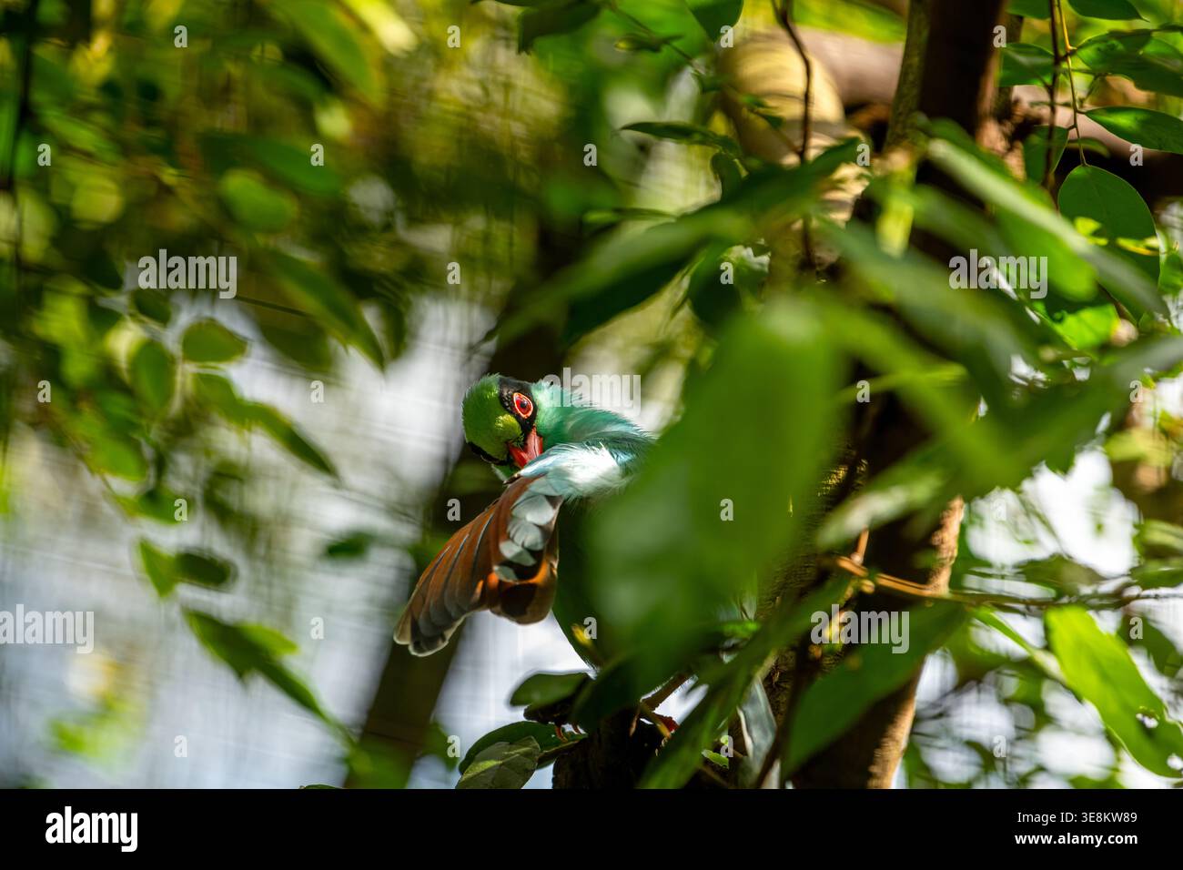 Javan Green Magpie (Cissa thalassina). Kinabalu National Park, Sabah ...