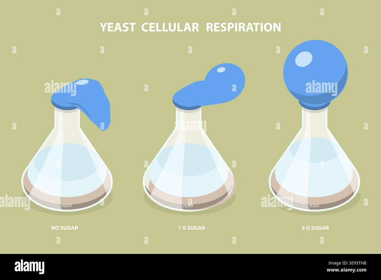 3D Isometric Flat Vector Conceptual Illustration of Yeast Cellular ...