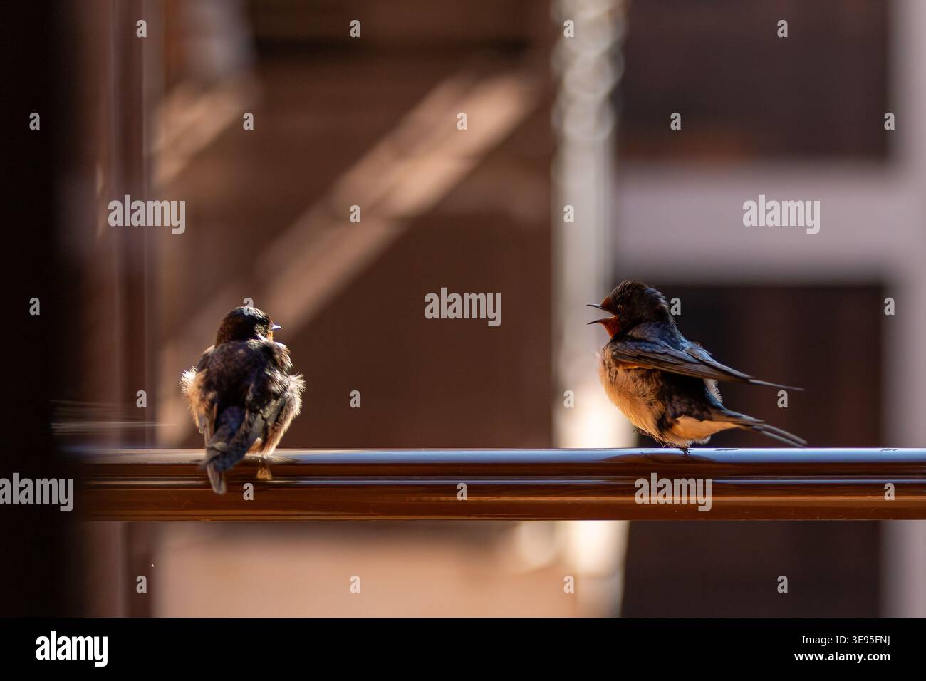 Social interaction scene hi-res stock photography and images - Alamy