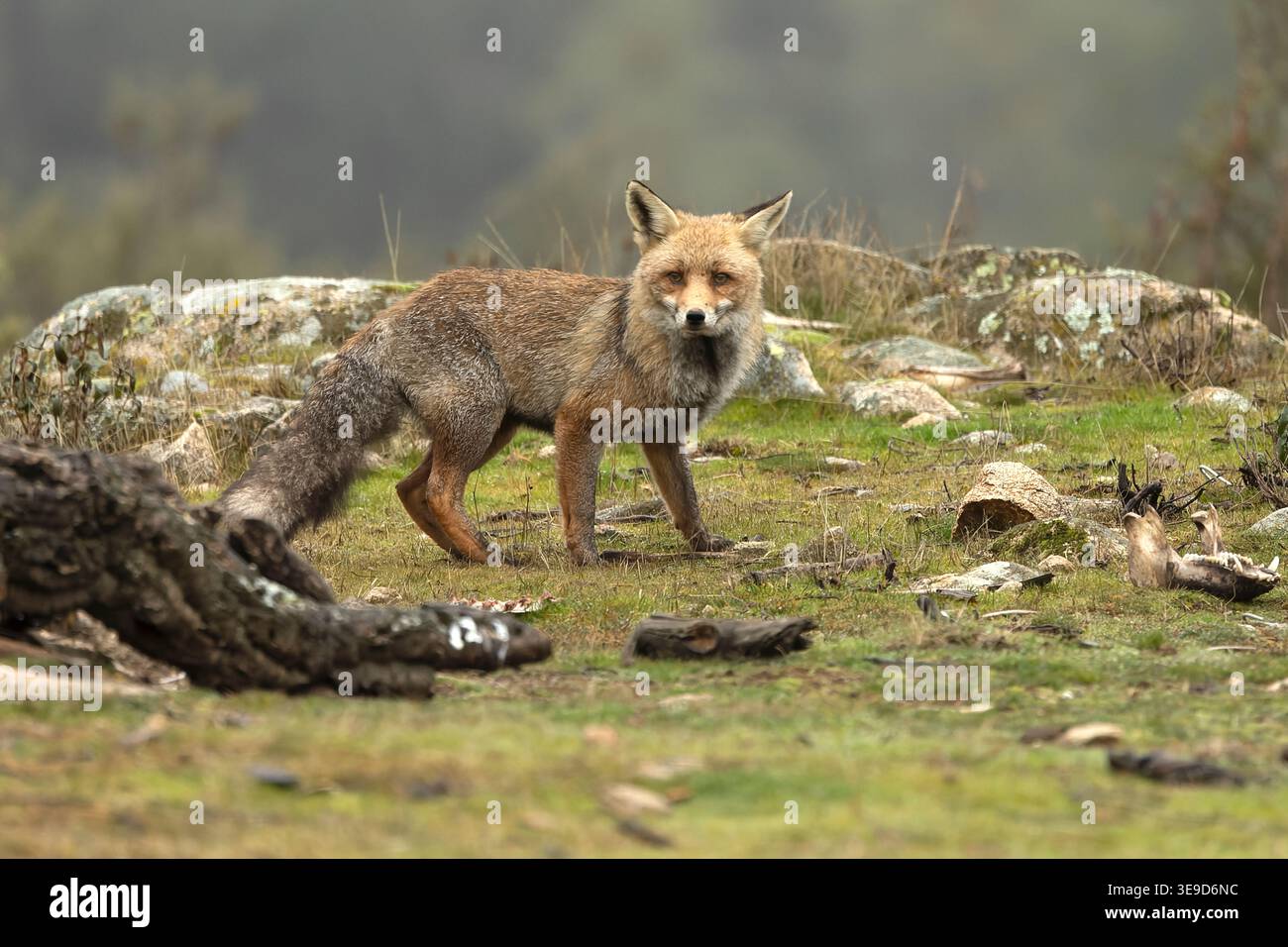 Red fox in algonquin hi-res stock photography and images - Alamy