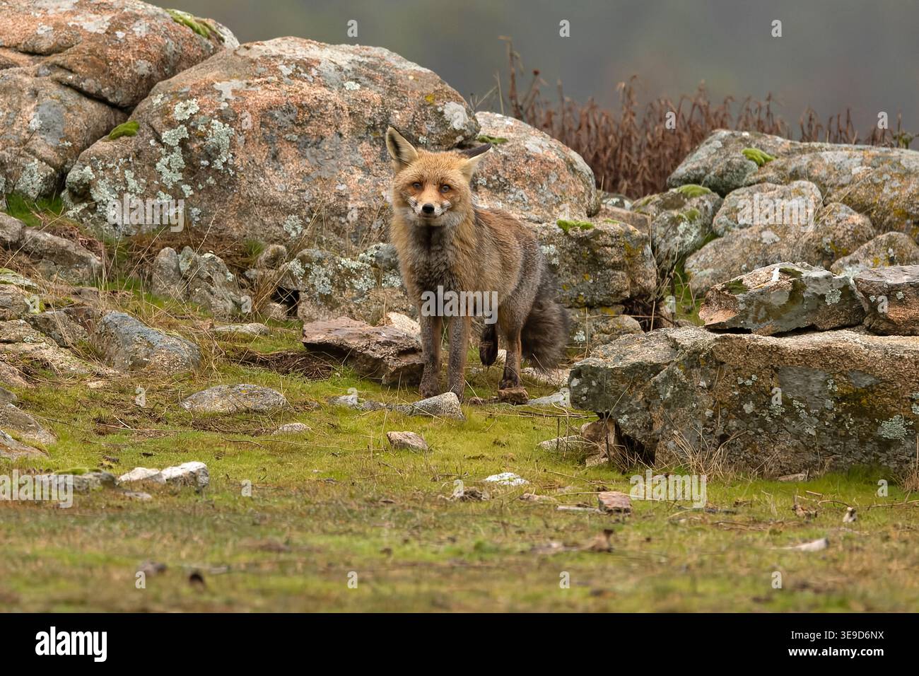 Red fox in algonquin hi-res stock photography and images - Alamy