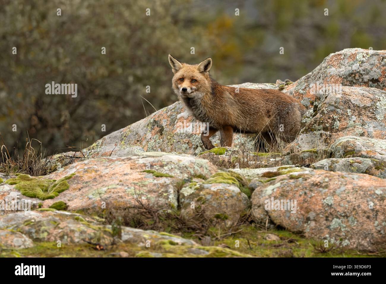 Red fox in algonquin hi-res stock photography and images - Alamy