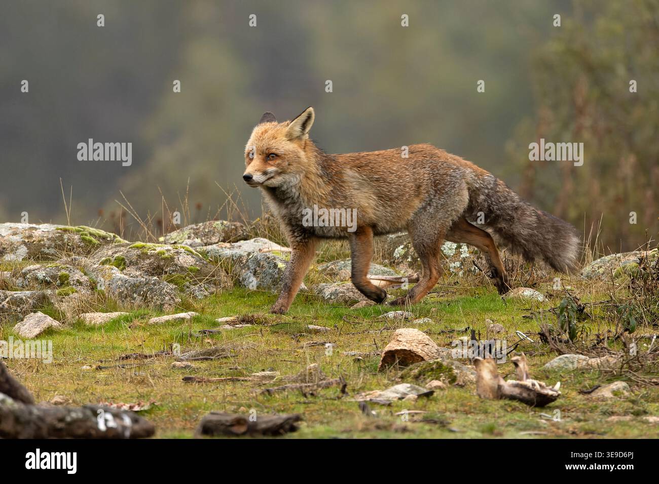 Red fox in algonquin hi-res stock photography and images - Alamy
