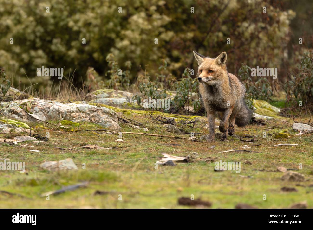 Red fox in algonquin hi-res stock photography and images - Alamy