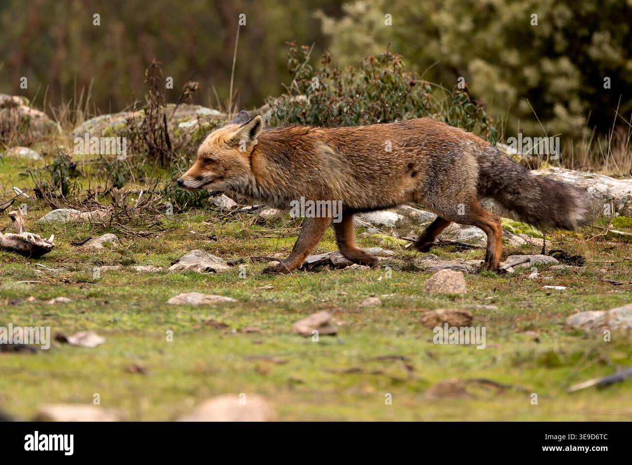Red fox in algonquin hi-res stock photography and images - Alamy