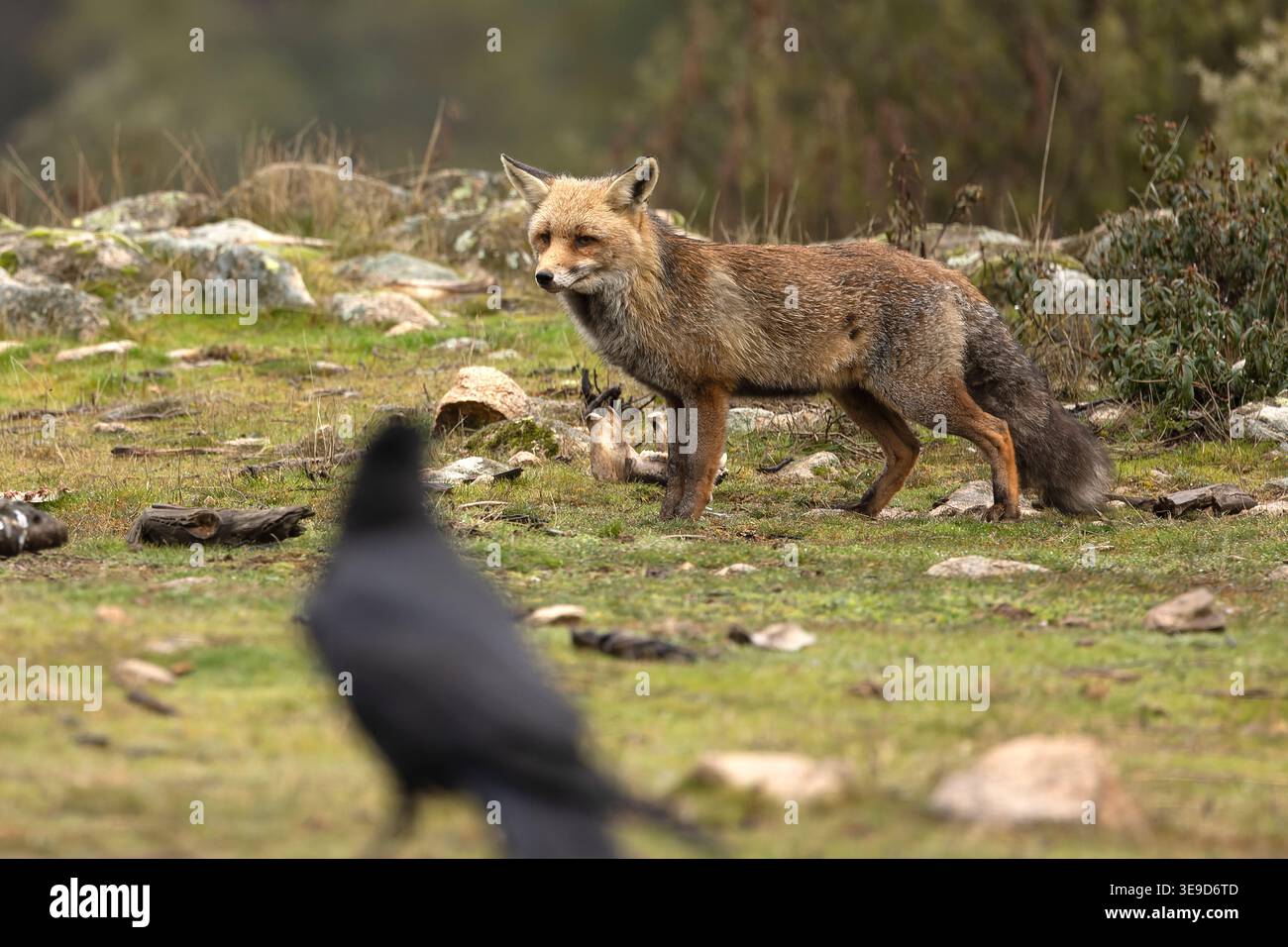 Red fox in algonquin hi-res stock photography and images - Alamy