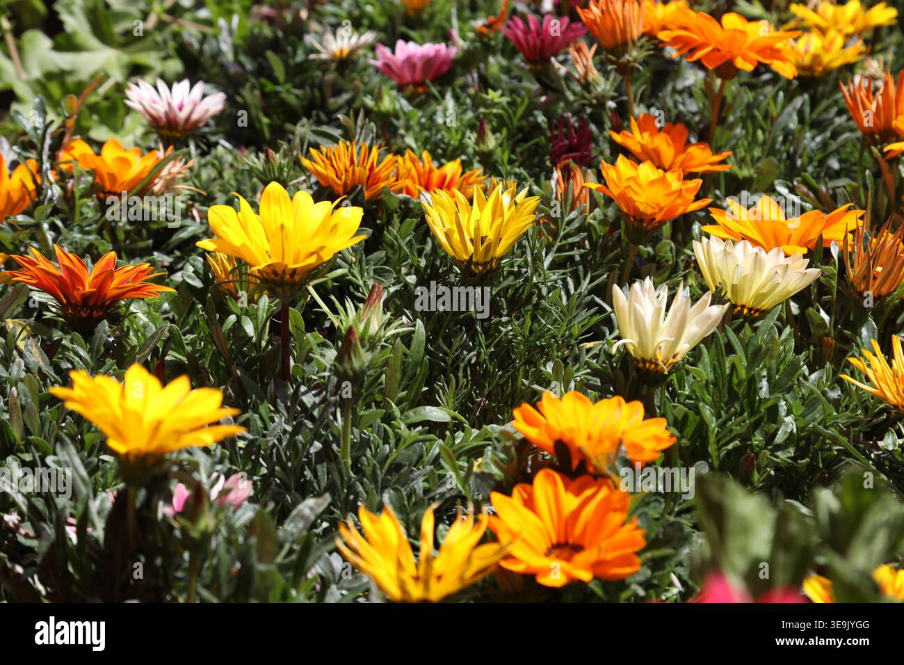 (260419) -- BLIDA, April 19, 2026 (Xinhua) -- Flowers are pictured at a ...