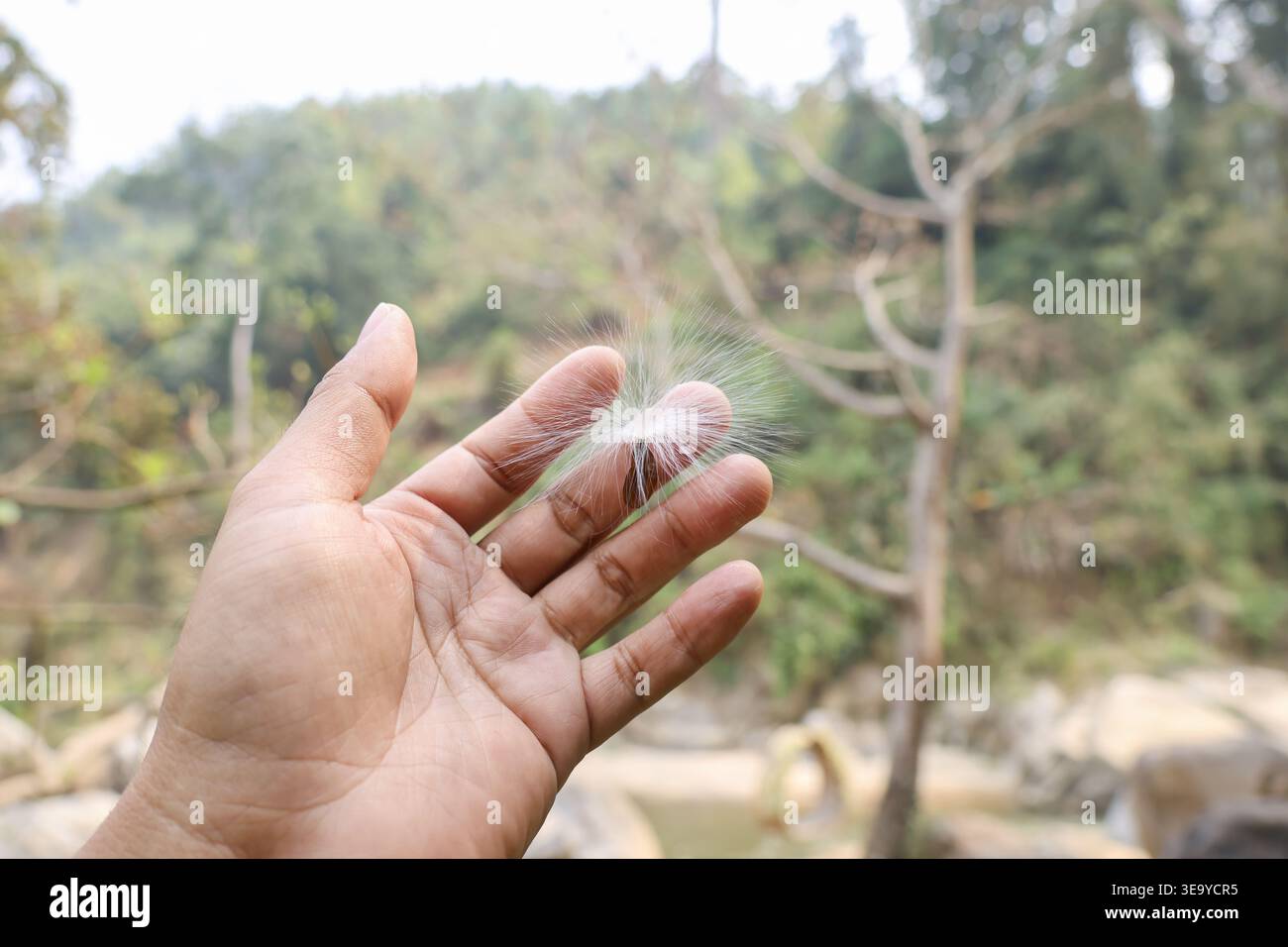 Close up of peaceful human hand holding gentle fluffy seed with curious ...