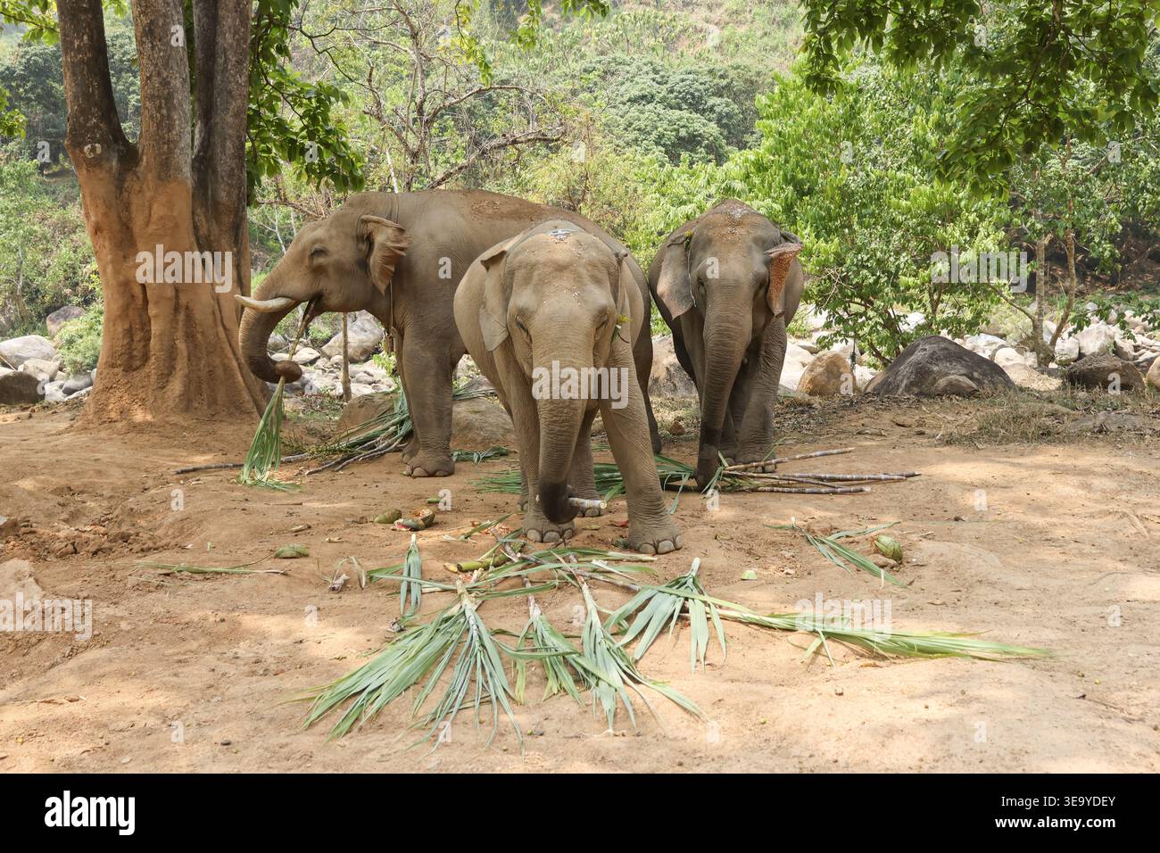 Majestic elephant animal eating green leaf food near tall tree in ...
