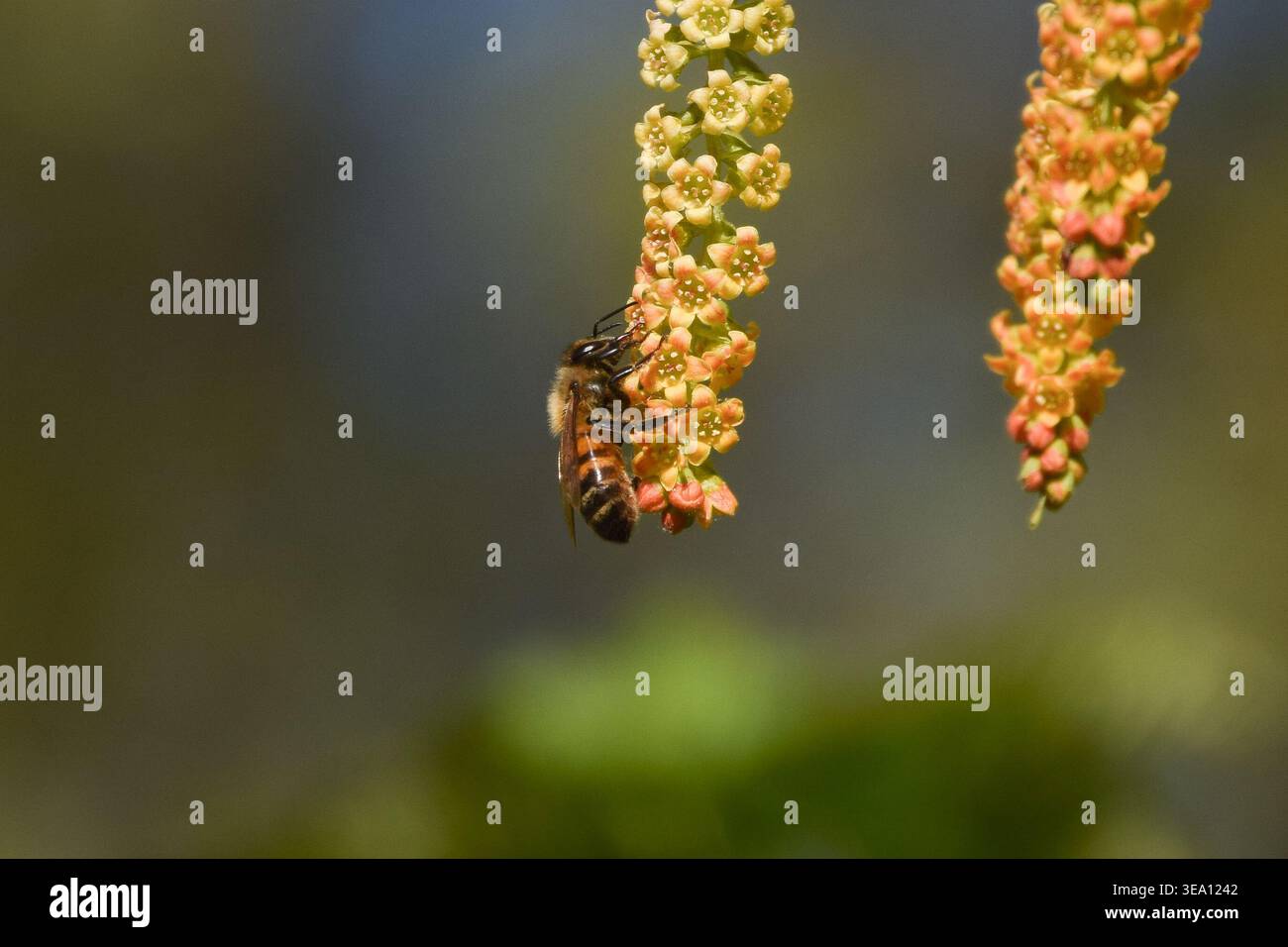 London, UK. 19th April 2026. A bee pollinates flowers on a spring day ...