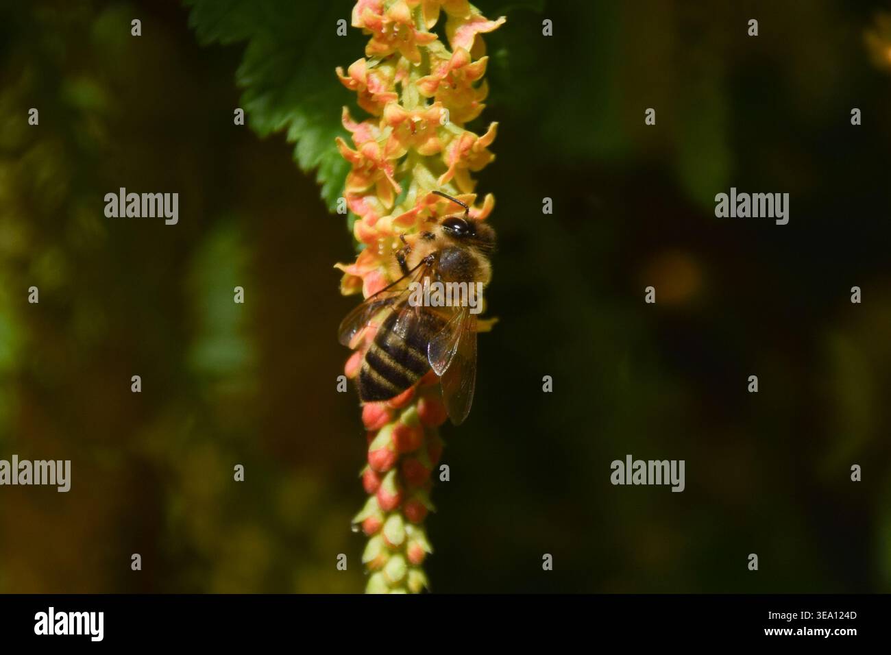 London, UK. 19th April 2026. A bee pollinates flowers on a spring day ...