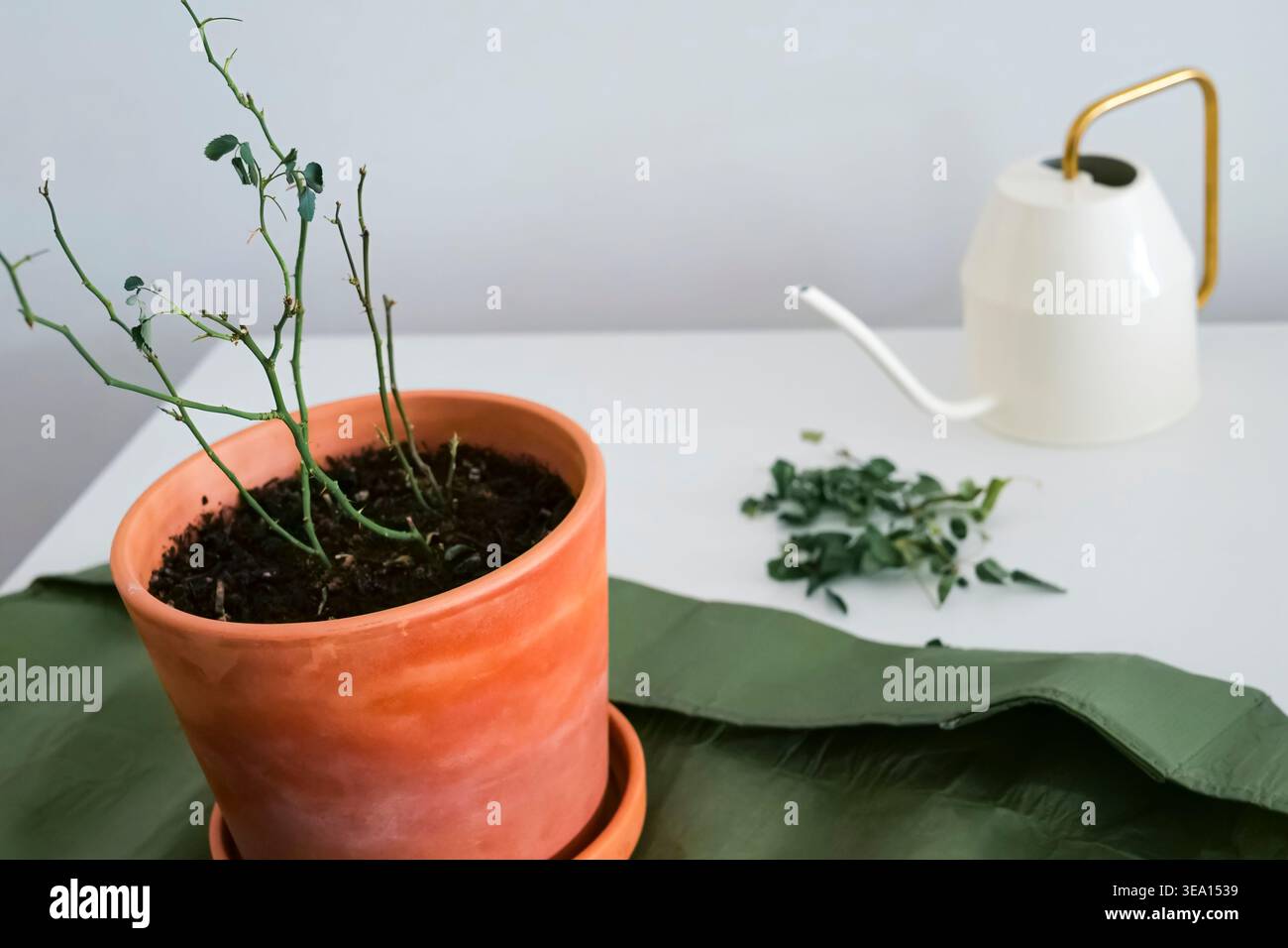 Terracotta pot with a plant beside a green transplanting mat, creating ...