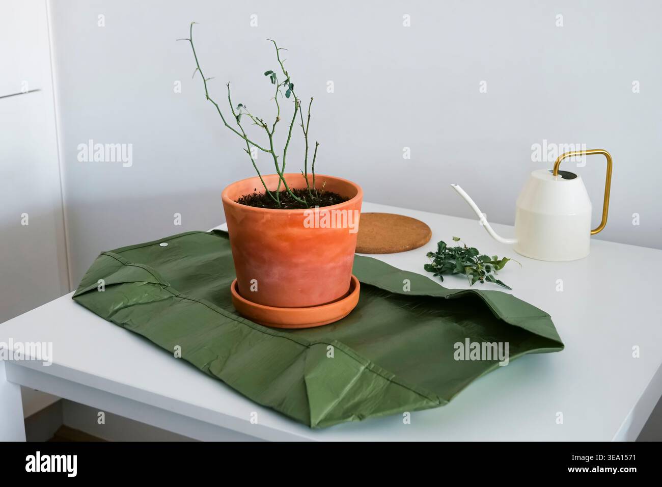 Terracotta pot with a plant on a green transplanting mat, creating a ...