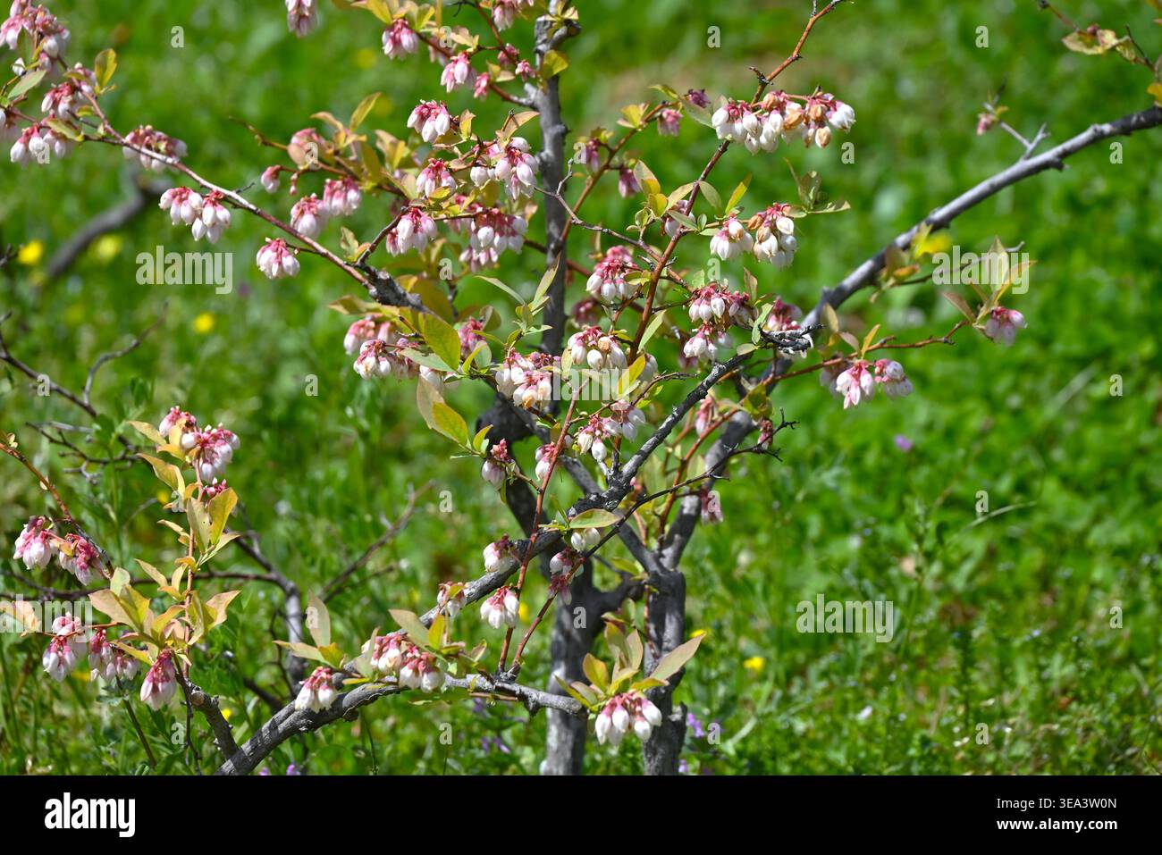 Blueberry (Vaccinium). Ericaceae deciduous fruit tree. Bell-shaped ...