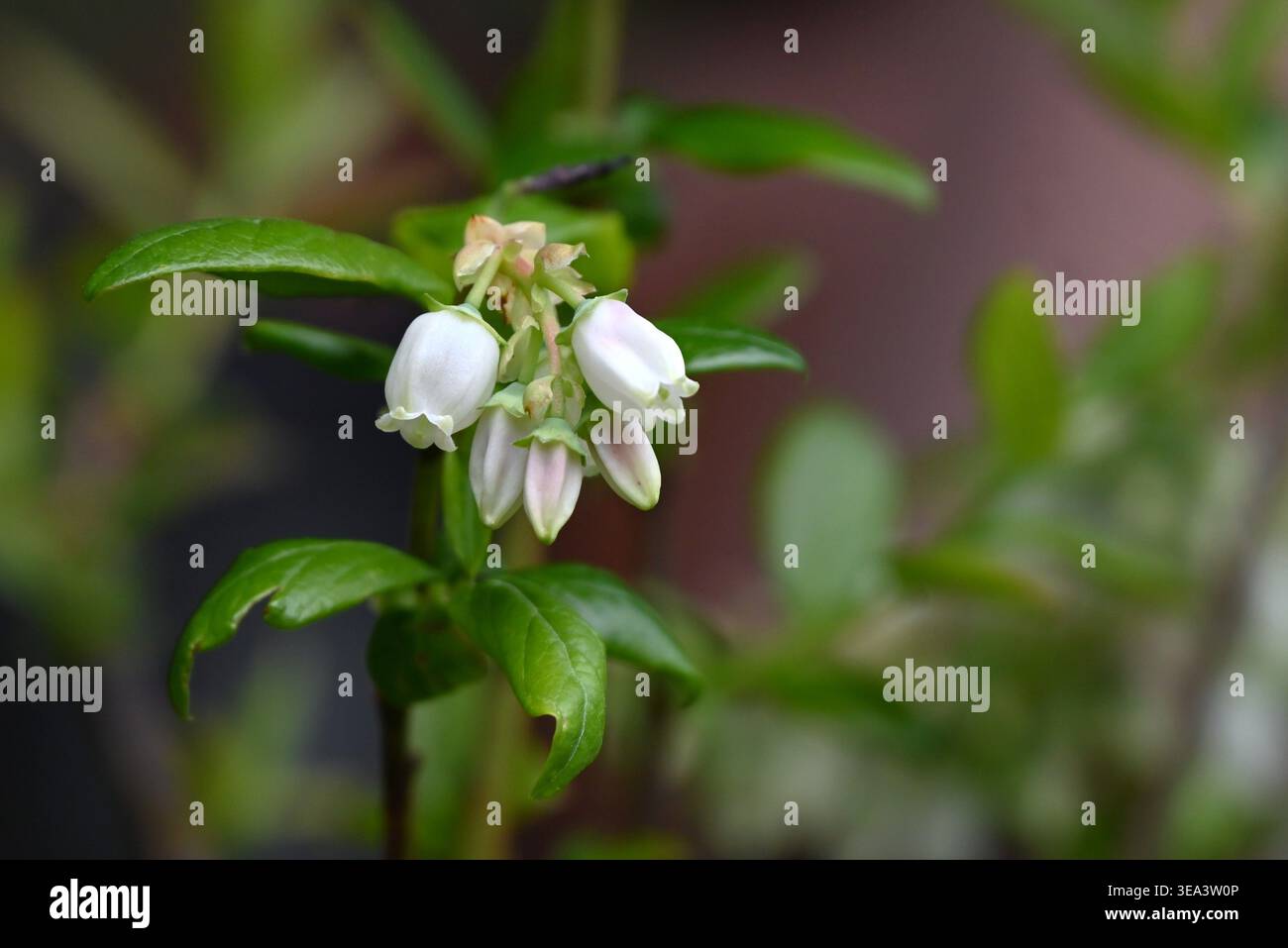 Blueberry (Vaccinium). Ericaceae deciduous fruit tree. Bell-shaped ...
