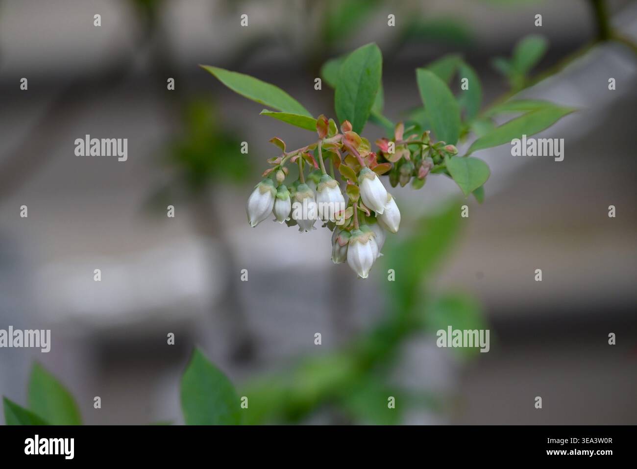 Blueberry (Vaccinium). Ericaceae deciduous fruit tree. Bell-shaped ...