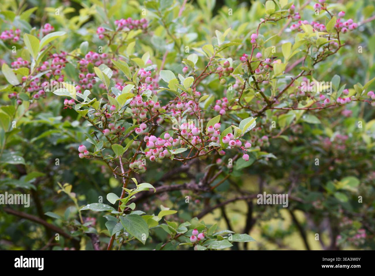 Blueberry (Vaccinium). Ericaceae deciduous fruit tree. Bell-shaped ...