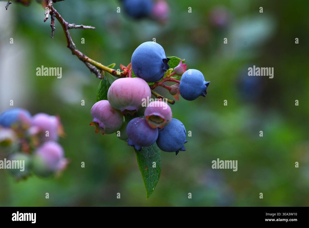 Blueberry (Vaccinium). Ericaceae deciduous fruit tree. Bell-shaped ...