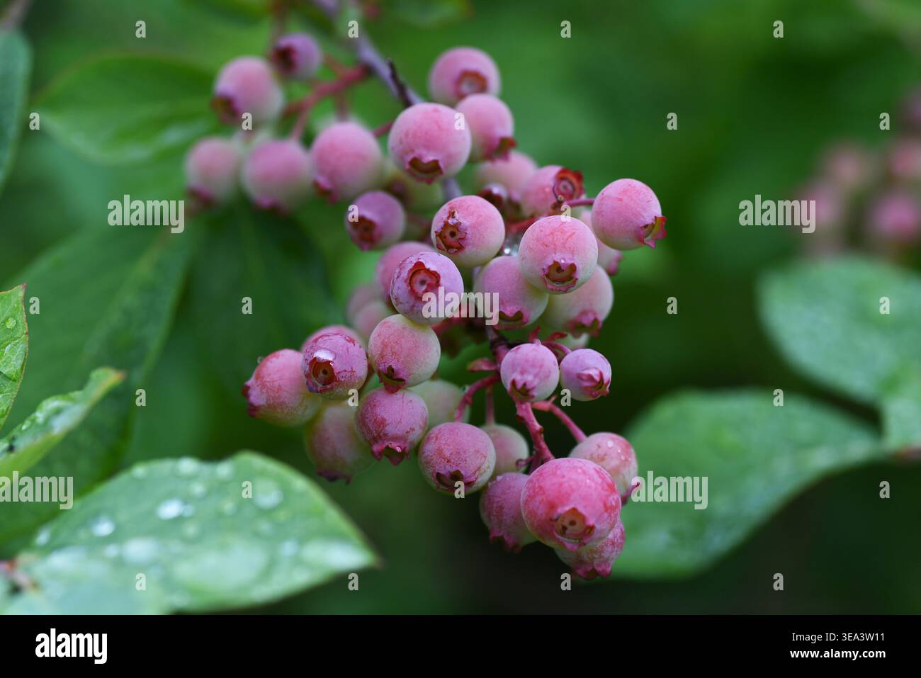 Blueberry (Vaccinium). Ericaceae deciduous fruit tree. Bell-shaped ...