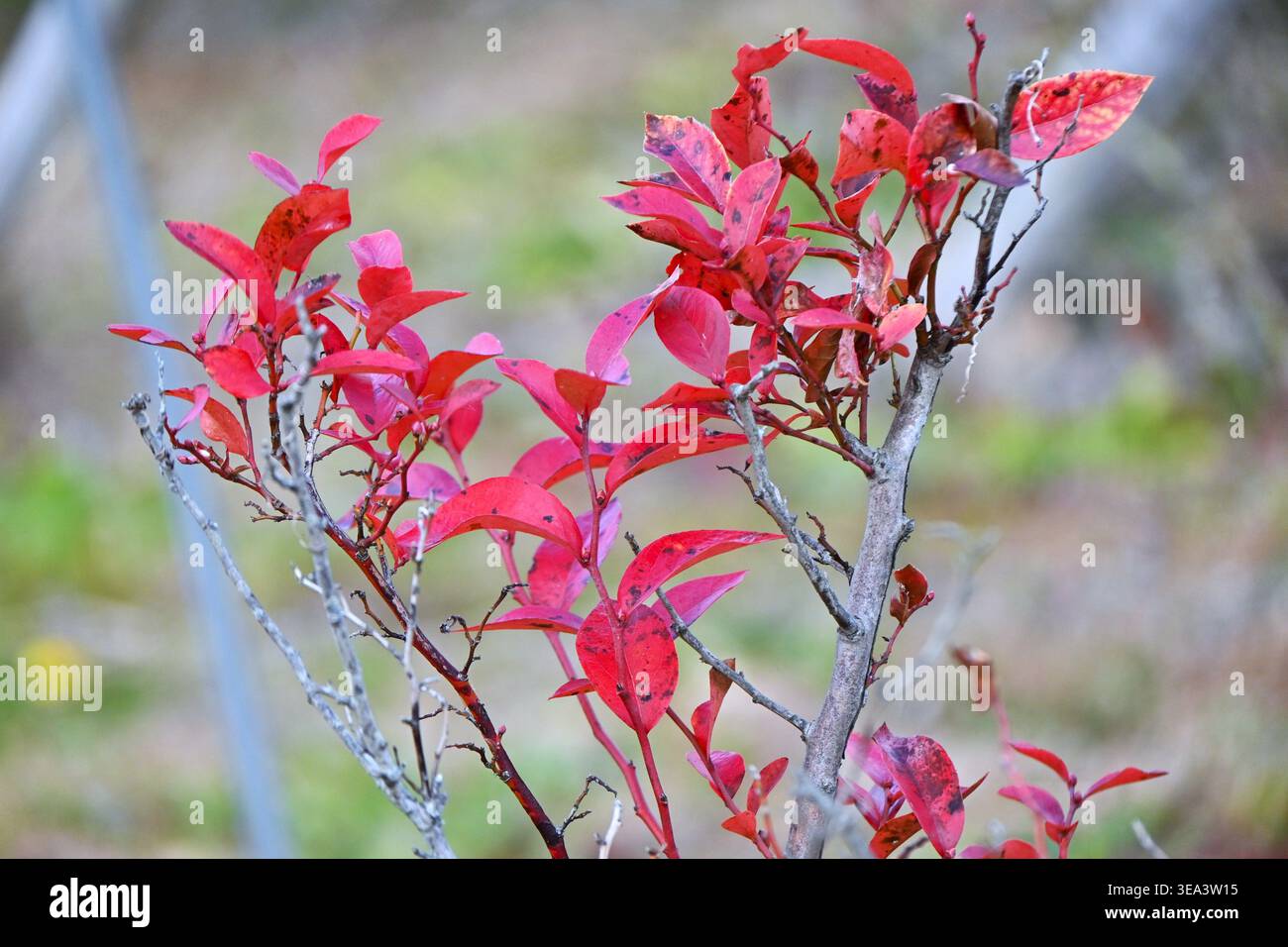 Blueberry (Vaccinium). Ericaceae deciduous fruit tree. Bell-shaped ...